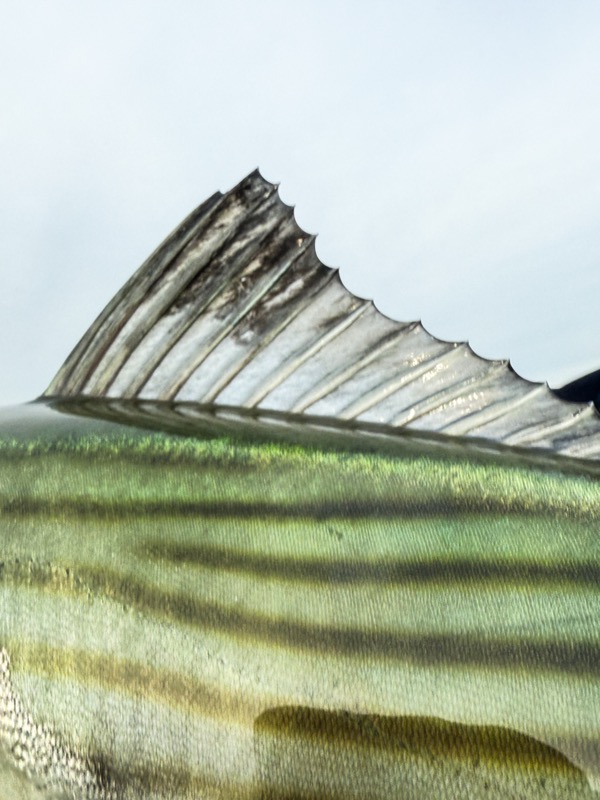 Long Island Sound Fishing Reports (October 2025)