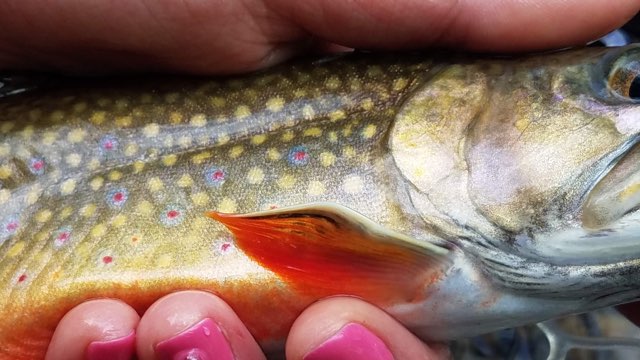 Smith Mountain Lake Fishing Reports (May 2026)