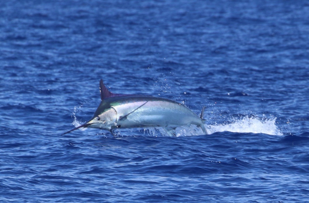 White Marlin Fishing Charters in Kona