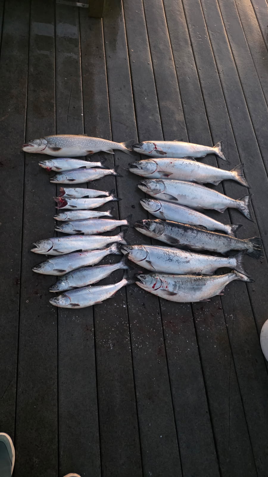 Grand Rapids Fishing Reports (June 2026)
