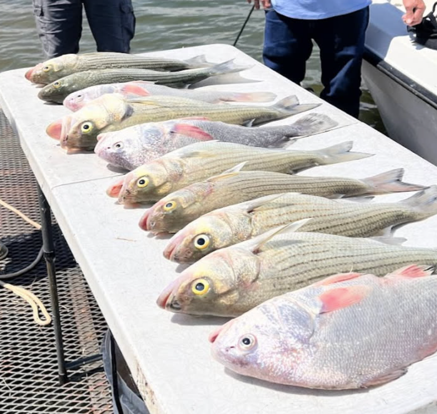 Lake Buchanan Fishing Reports (October 2025)