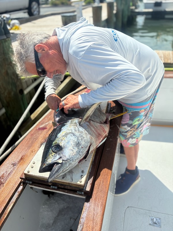 Isle of Wight Bay Fishing Reports (July 2026)
