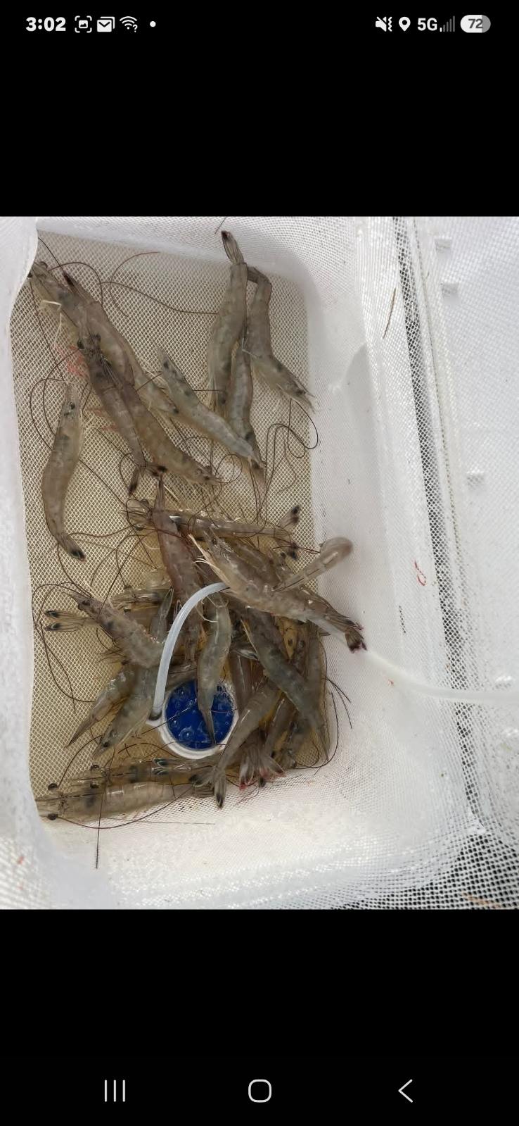Brunswick River (GA) Fishing Reports (June 2026)