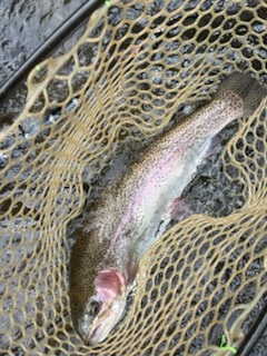 Pine Creek Lake Fishing Reports (June 2026)