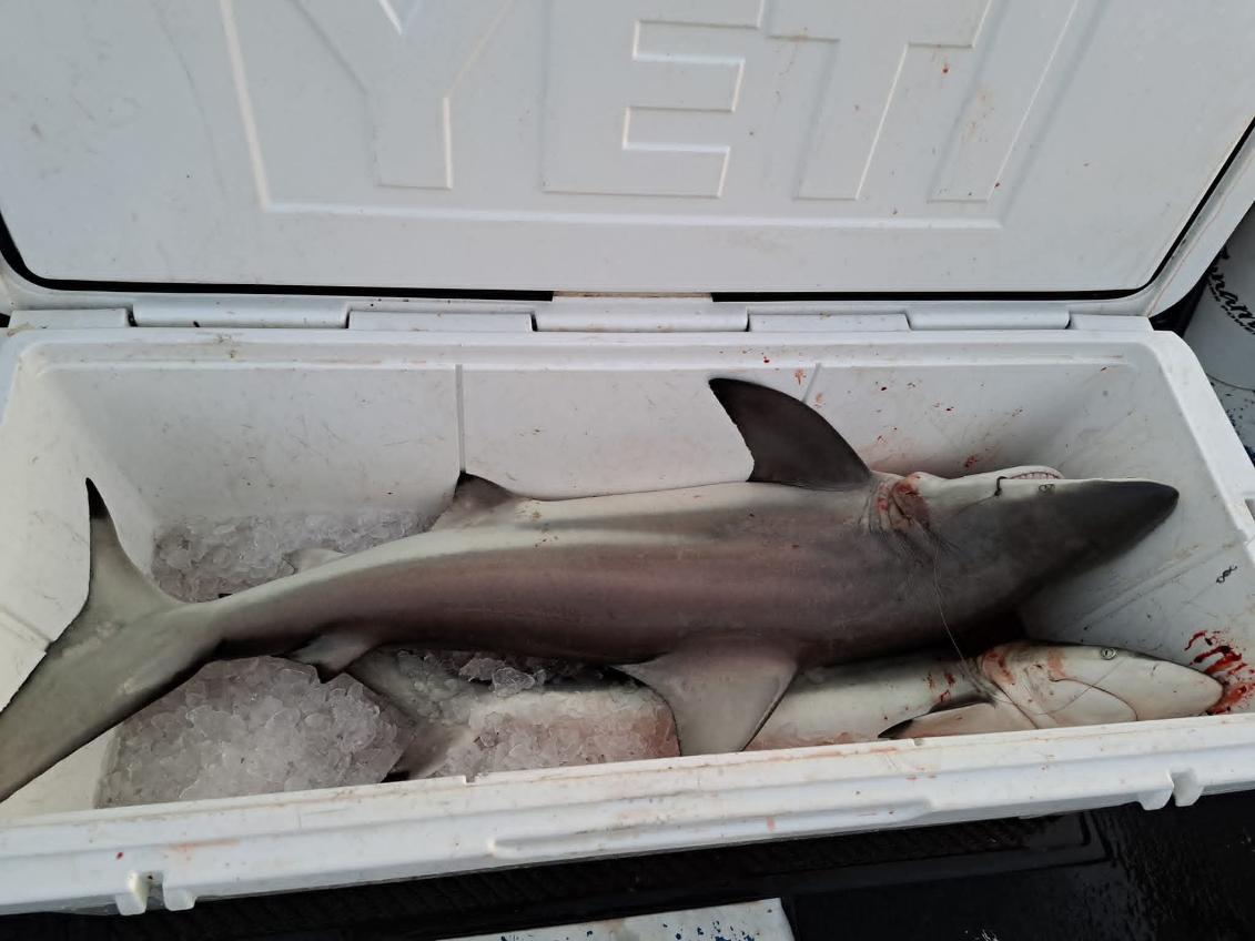 Shark Fishing Panama City In Panama City