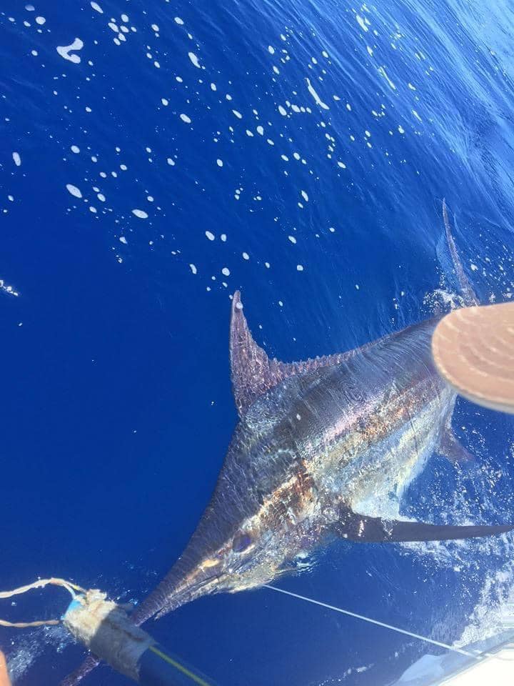 12 Hour Trip – Offshore In Key West