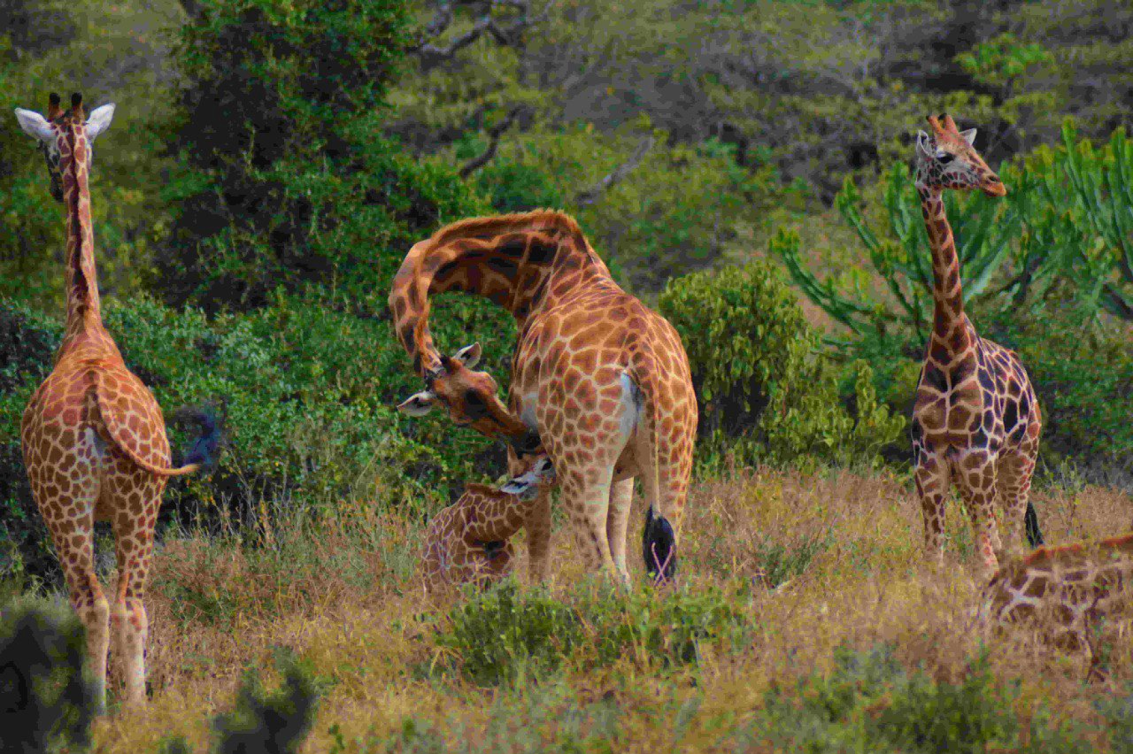 Serengeti National Park Seronera TZ Tours Guides