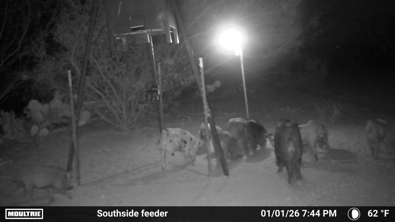 Roma TX Hog Hunts In Roma