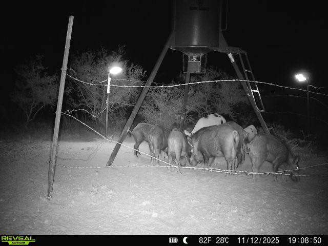 Roma TX Hog Hunts In Roma