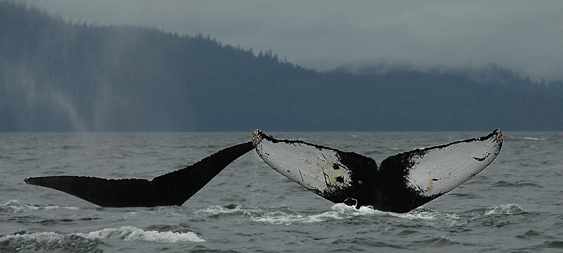 Sightseeing And Whale Watching In Coffman Cove