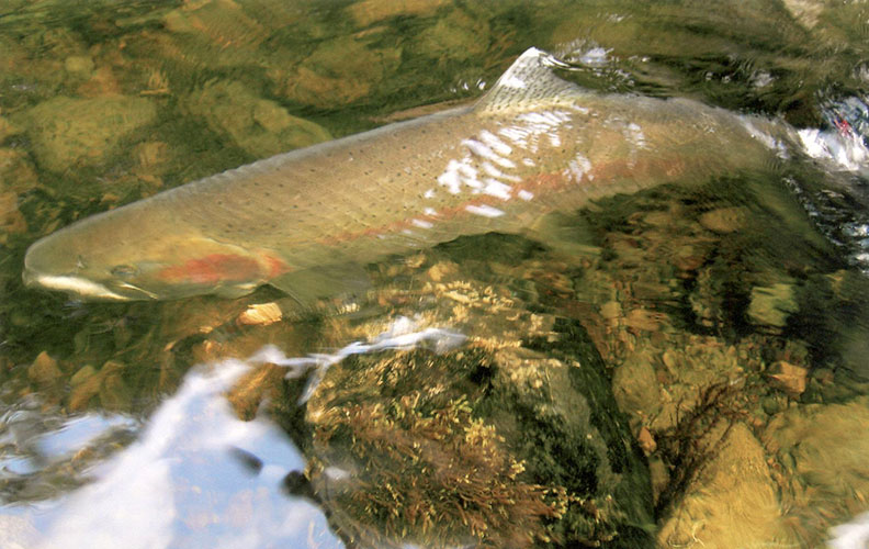 River Fishing Guides in Coffman Cove