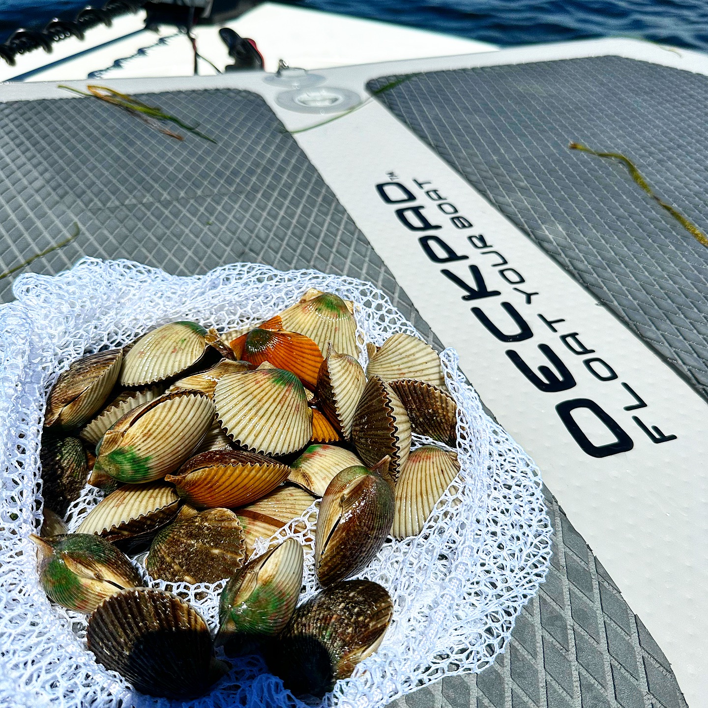 The 15 Best Scallop Fishing Charters in Florida